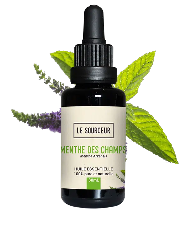 Huile Essentielle Menthe des champs (Mentha Arvensis) : vertus